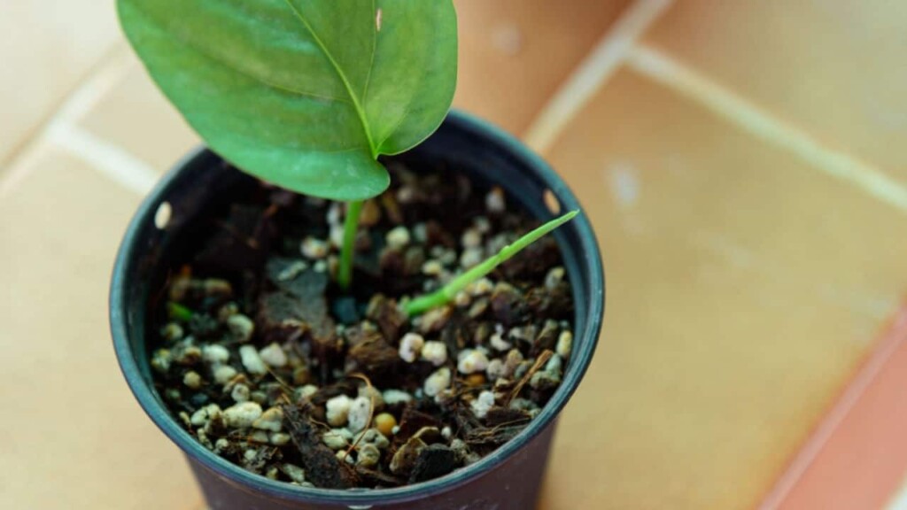 How to Grow and Care for Cebu Blue Pothos (Complete Guide)
