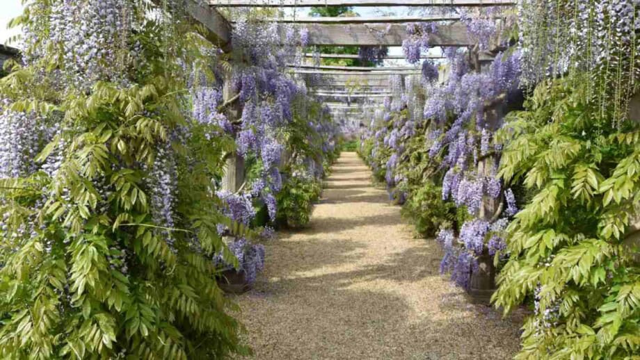 How to Plant, Grow, and Care for a Wisteria Tree Properly