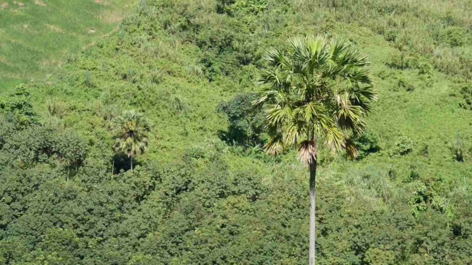 How to Plant, Grow, and Care for Windmill Palm Easily