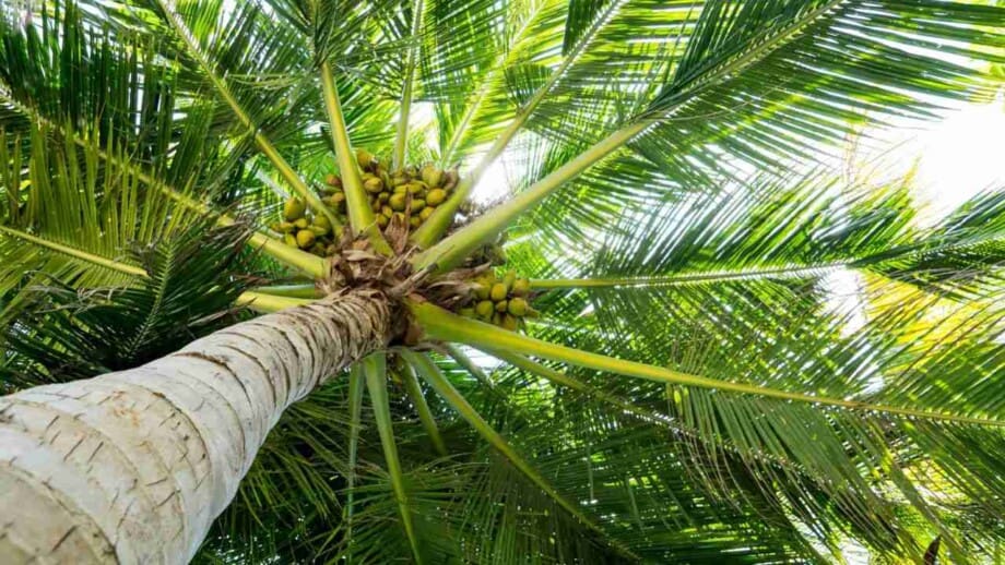 Coconut Palm: Complete Growing and Caring Guide (Plus Uses!)