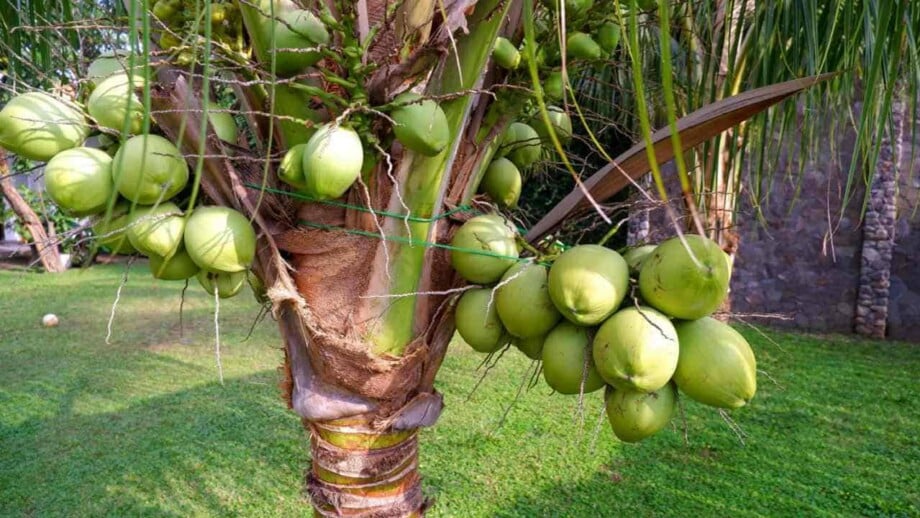 Coconut Palm: Complete Growing and Caring Guide (Plus Uses!)
