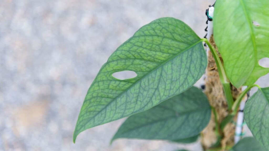 How to Grow and Care for Cebu Blue Pothos (Complete Guide)