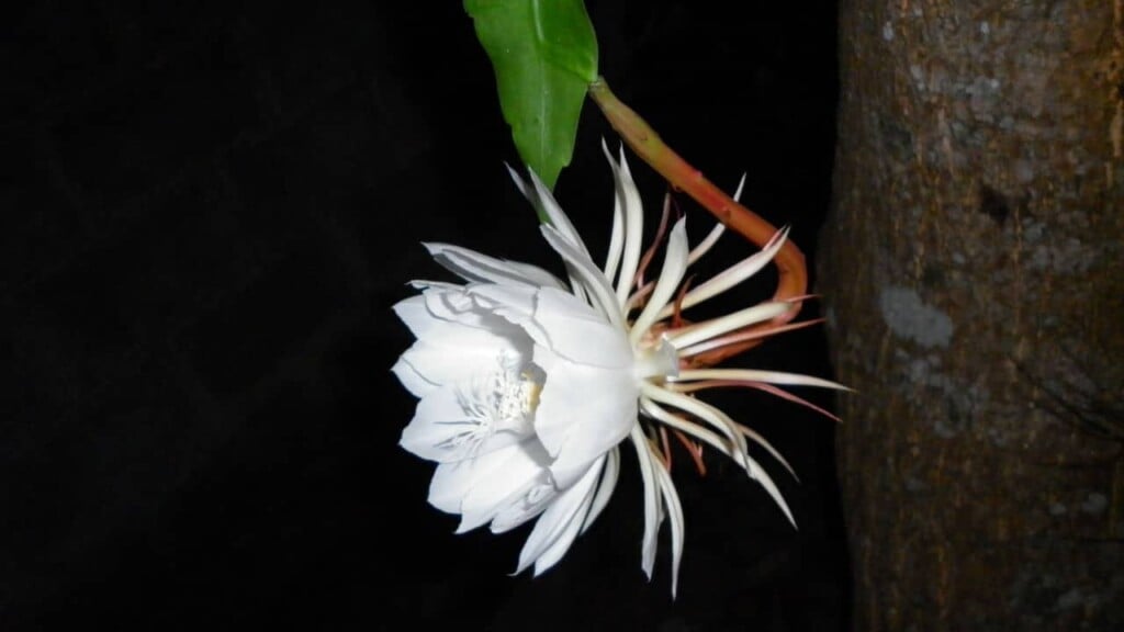 How to Plant, Grow, and Care for Queen of the Night Flower