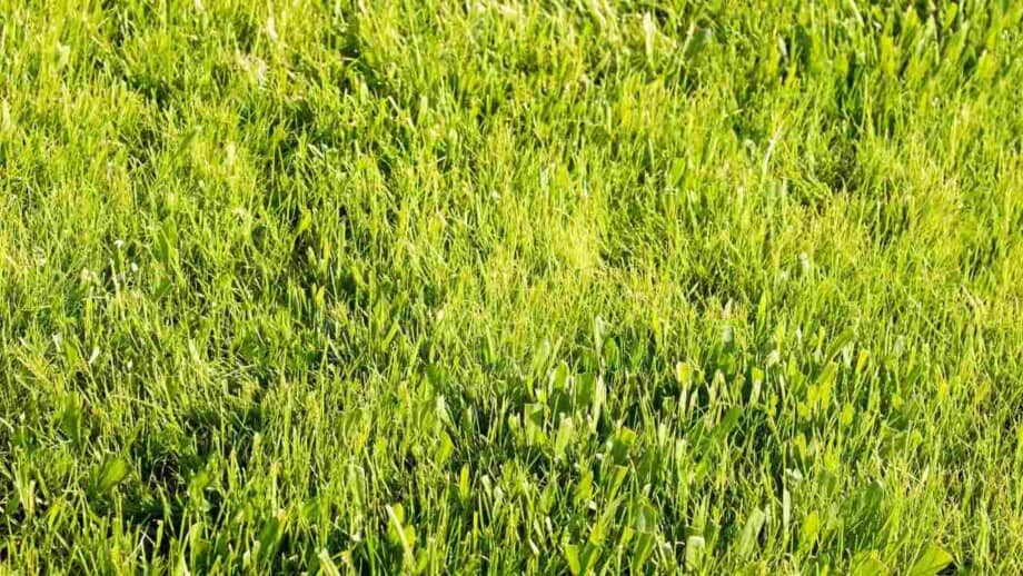 Complete Guide to Planting and Caring for Perennial Ryegrass