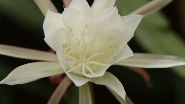 How to Plant, Grow, and Care for Queen of the Night Flower