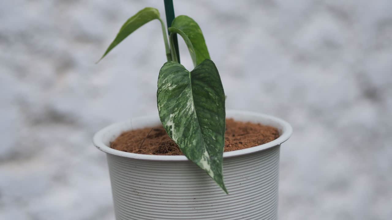How to Grow and Care for Cebu Blue Pothos (Complete Guide)
