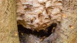 Hornet vs Wasp: How to Identify and Tell the Difference