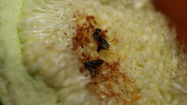 Fig Wasp: Are There Dead Wasps in My Figs? (Complete Guide)