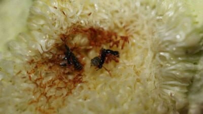 Fig Wasp: Are There Dead Wasps in My Figs? (Complete Guide)