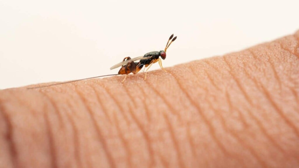 Fig Wasp: Are There Dead Wasps in My Figs? (Complete Guide)