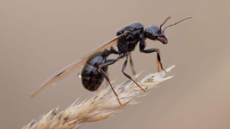 Flying Ants: Complete Guide to Prevent and Get Rid of Them