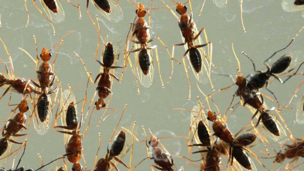 Flying Ants: Complete Guide to Prevent and Get Rid of Them