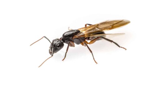 Flying Ants: Complete Guide to Prevent and Get Rid of Them