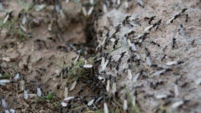 Flying Ants: Complete Guide to Prevent and Get Rid of Them