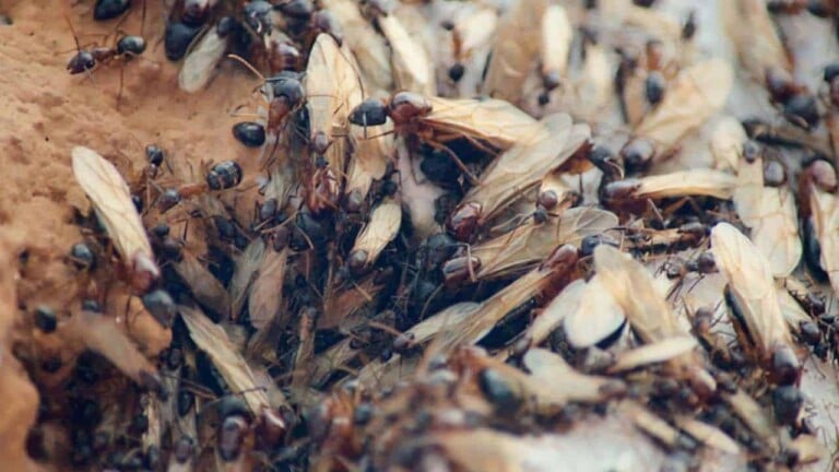 Flying Ants: Complete Guide to Prevent and Get Rid of Them