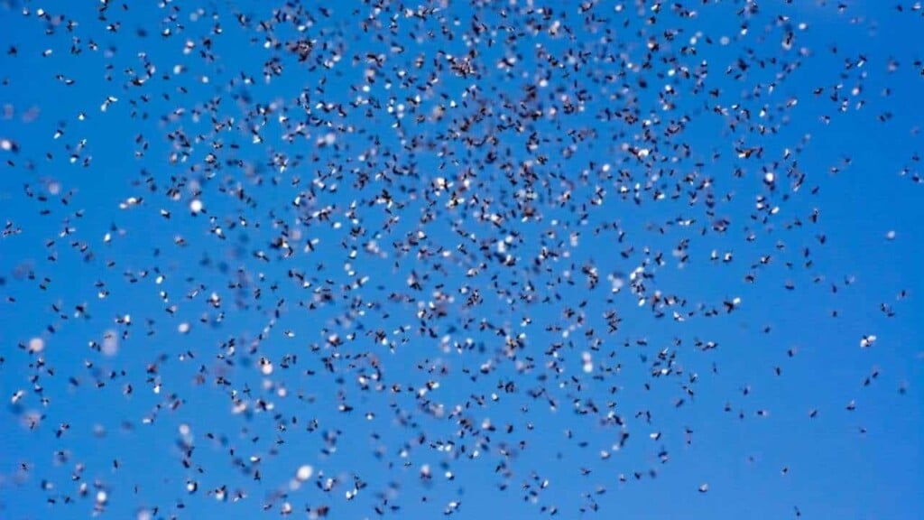 Flying Ants: Complete Guide to Prevent and Get Rid of Them