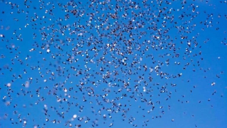 Flying Ants: Complete Guide to Prevent and Get Rid of Them