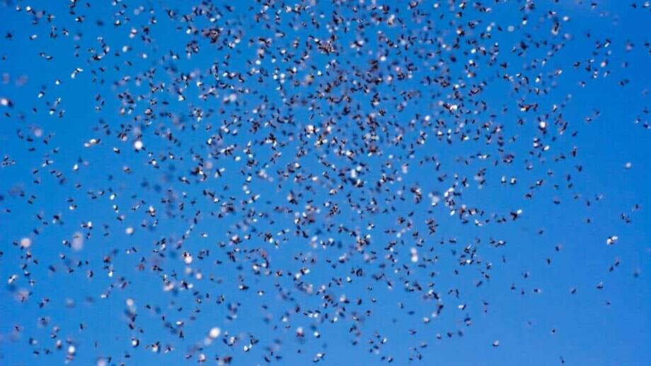 Flying Ants: Complete Guide to Prevent and Get Rid of Them