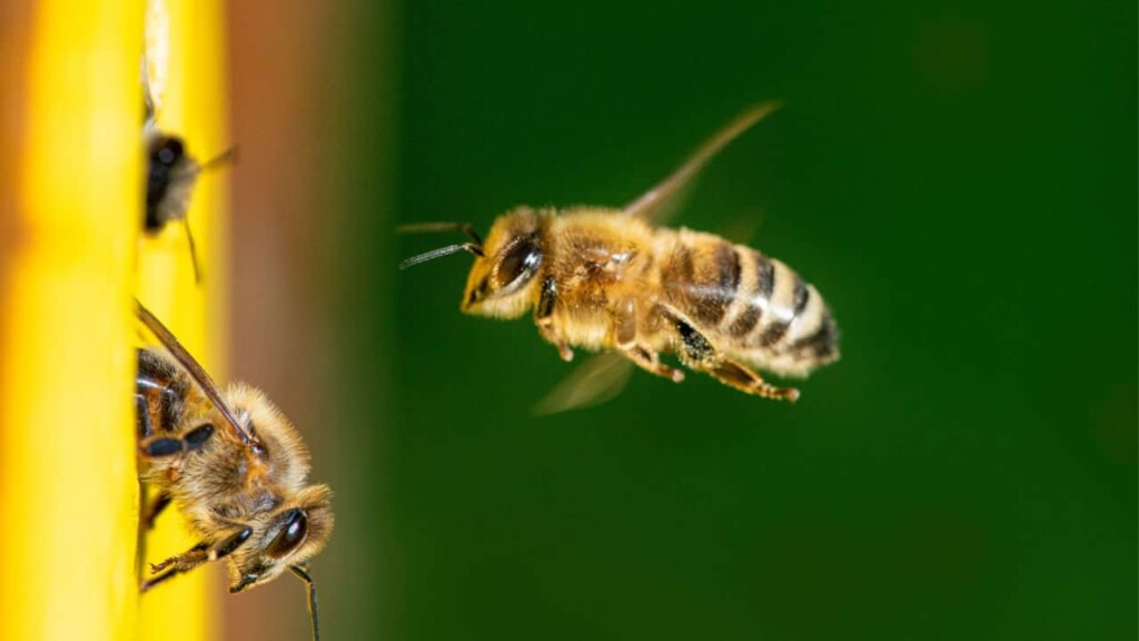 How to Identify 15 Most Common Types of Bees (With Pictures)
