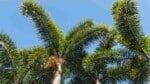 How to Plant and Grow Foxtail Palm (Complete Guide)