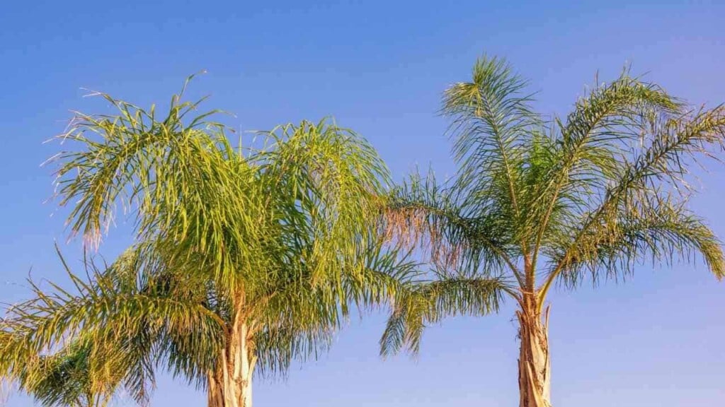 How to Plant and Grow Foxtail Palm (Complete Guide)