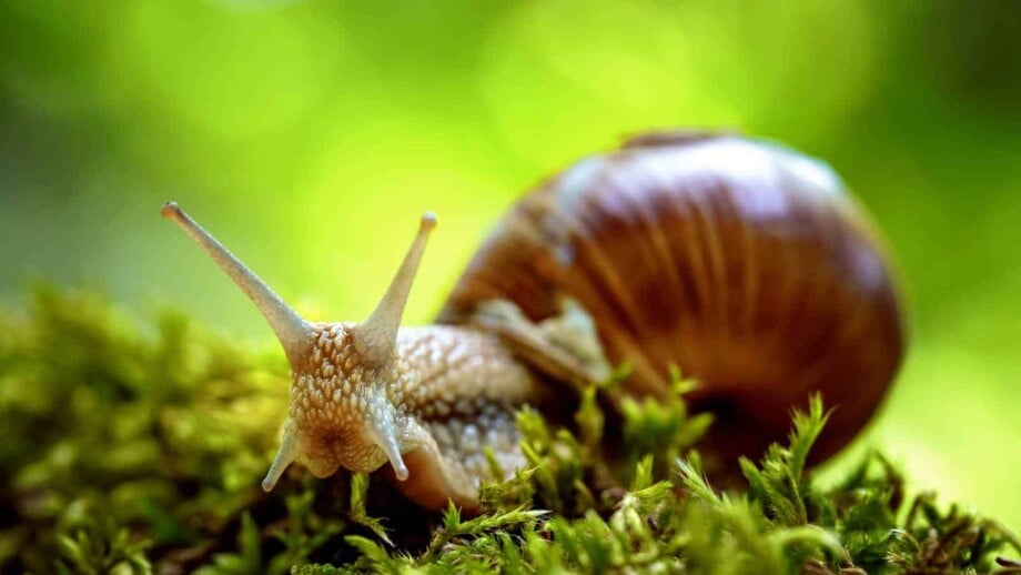 These 12 Animals Are So Slow, They're Practically Standing Still!