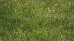 How to Plant, Grow, and Care for Kentucky Bluegrass Properly