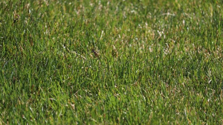 How to Plant, Grow, and Care for Kentucky Bluegrass Properly