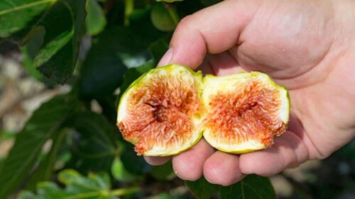 Fig Wasp: Are There Dead Wasps in My Figs? (Complete Guide)