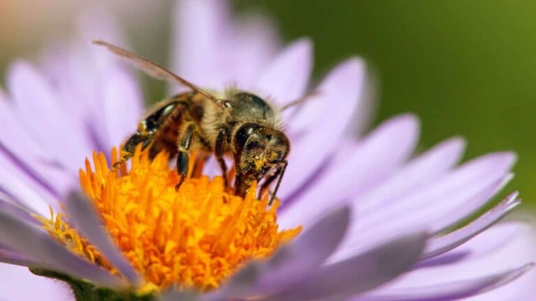 How to Identify 15 Most Common Types of Bees (With Pictures)