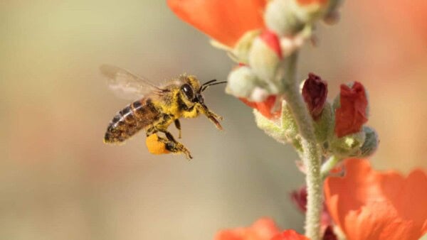 How to Identify 15 Most Common Types of Bees (With Pictures)