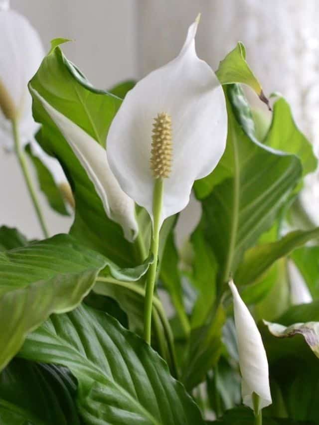 How to Grow and Care for Peace Lily Plants – Complete Guide - Planet ...