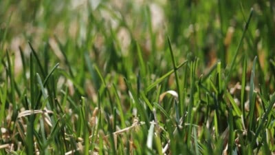 How to Plant, Grow, and Care for Kentucky Bluegrass Properly