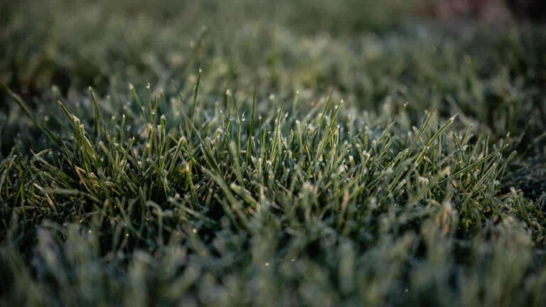 How to Plant, Grow, and Care for Kentucky Bluegrass Properly
