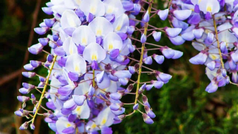 How to Plant, Grow, and Care for a Wisteria Tree Properly