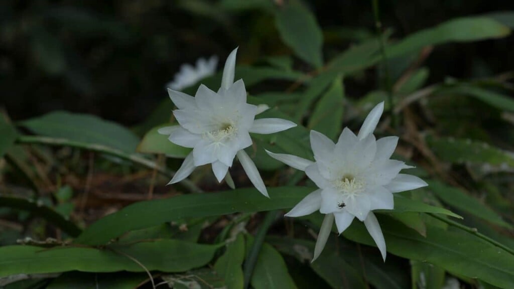 How to Plant, Grow, and Care for Queen of the Night Flower