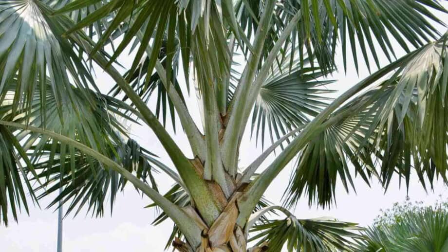How to Plant, Grow, and Care for Windmill Palm Easily