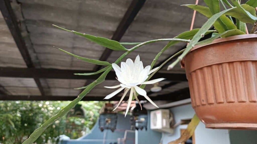 How to Plant, Grow, and Care for Queen of the Night Flower