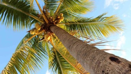 Coconut Palm: Complete Growing and Caring Guide (Plus Uses!)
