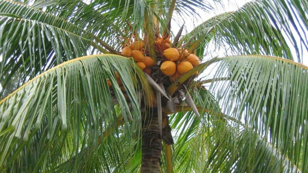 Coconut Palm: Complete Growing and Caring Guide (Plus Uses!)