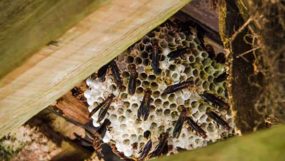 Paper Wasp: What They Look Like and How to Get Rid of Them