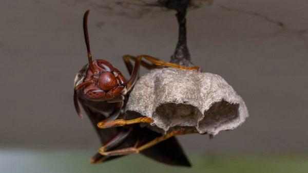 Wasp Nest: Signs, Identification, and How to Get Rid of Them