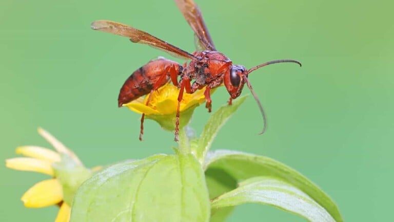 Paper Wasp: What They Look Like and How to Get Rid of Them