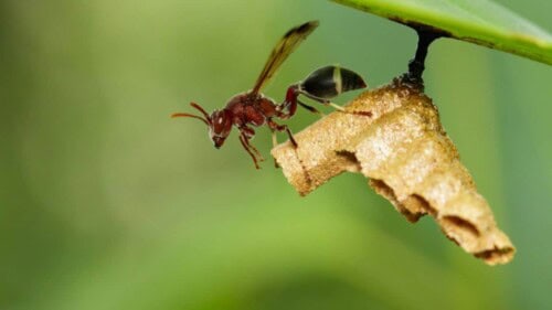Paper Wasp: What They Look Like and How to Get Rid of Them