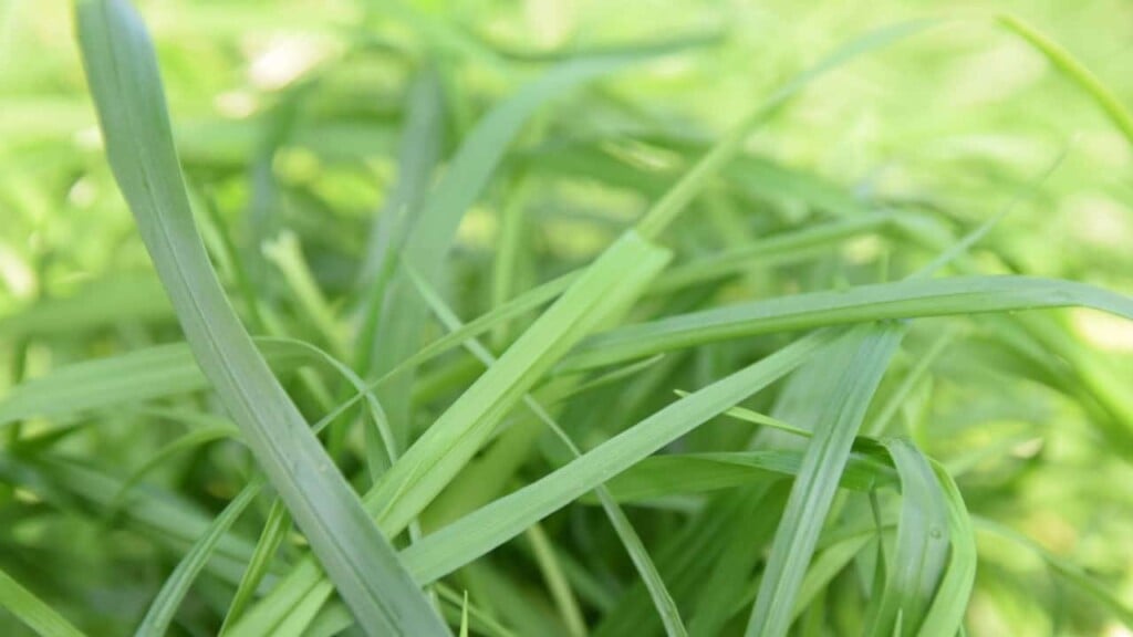 Complete Guide to Planting and Caring for Perennial Ryegrass