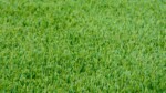Complete Guide to Planting and Caring for Perennial Ryegrass