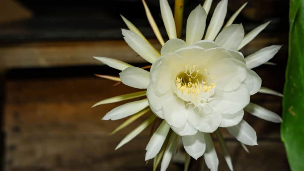 How to Plant, Grow, and Care for Queen of the Night Flower