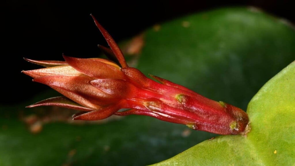 How to Plant, Grow, and Care for Queen of the Night Flower