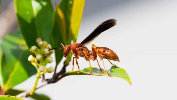 What is a Red Wasp? And How to Get Rid of Them Effectively?