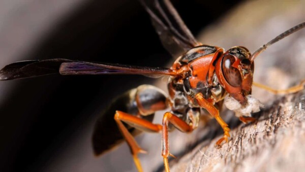 What is a Red Wasp? And How to Get Rid of Them Effectively?